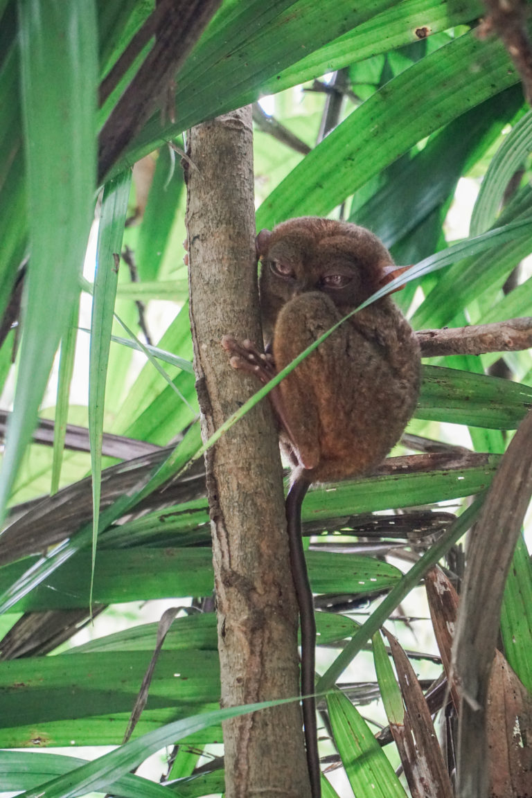 Best Things to Do on Bohol Philippines - That One Adventure Couple