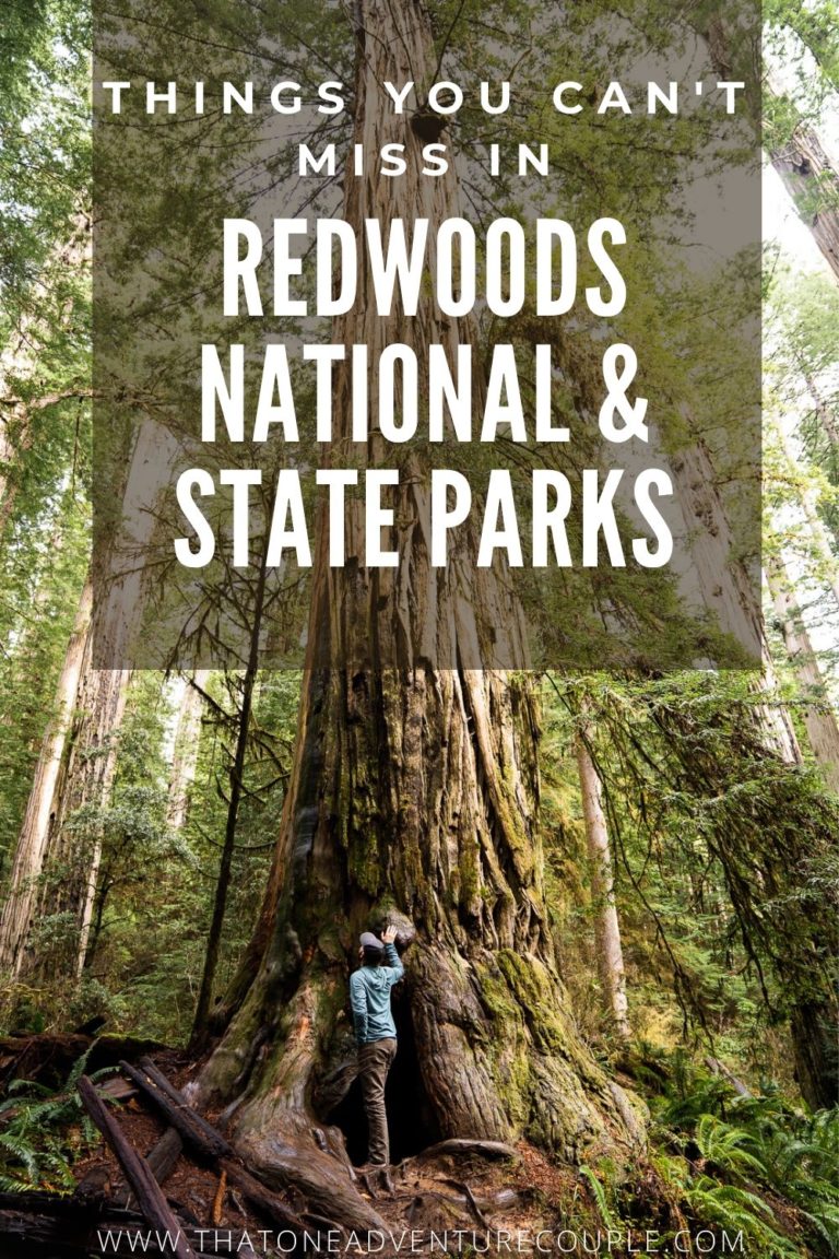 Ultimate Guide To Exploring The Redwoods National and State Parks ...