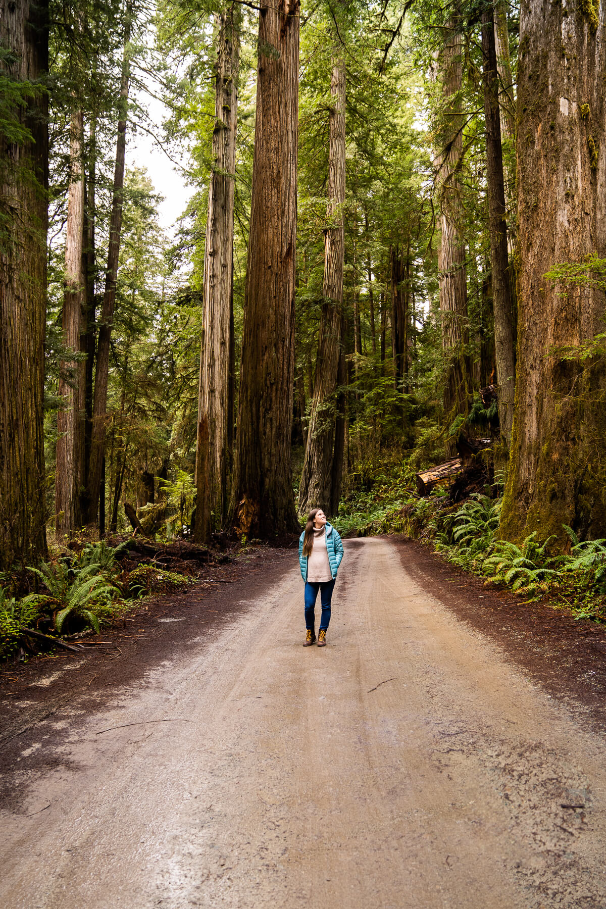 6 Incredible Scenic Drives To Take Through The Redwoods National and ...