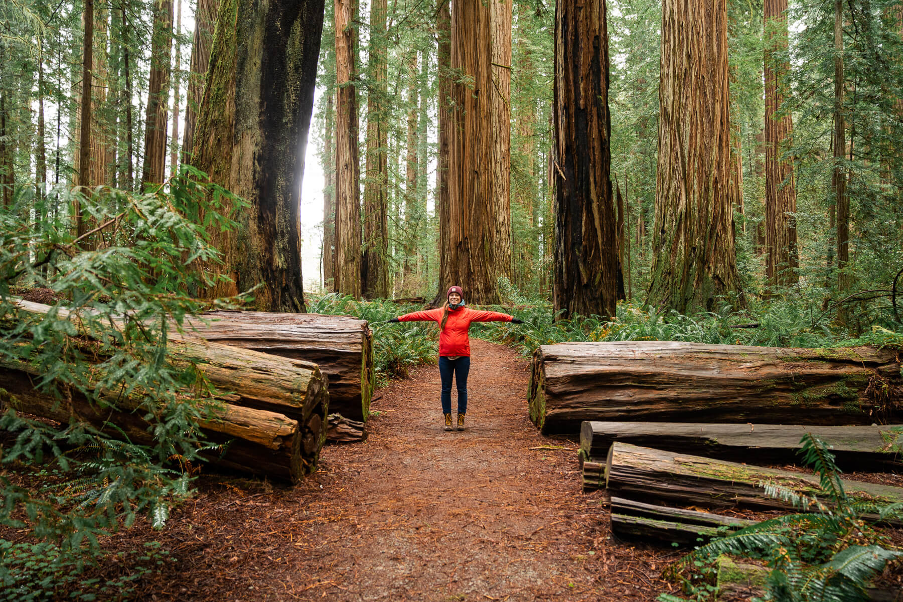 Ultimate Guide To Exploring The Redwoods National and State Parks ...