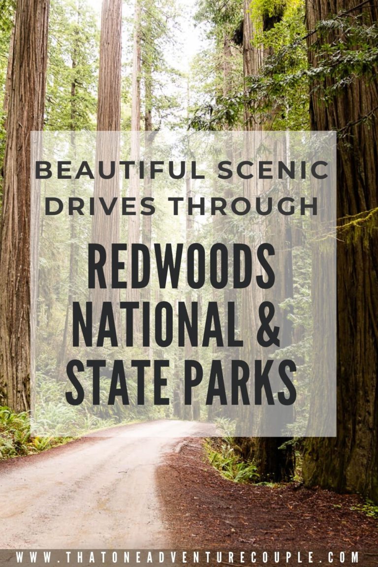 6 Incredible Scenic Drives To Take Through The Redwoods National and ...